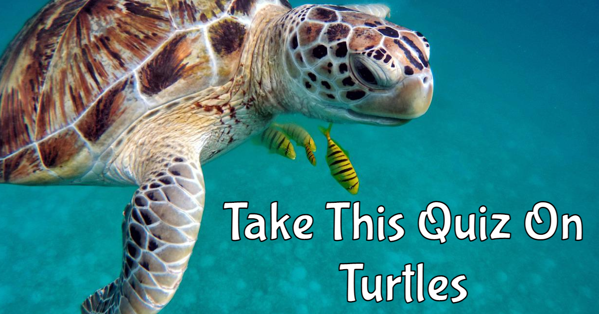 Take the free online Take This Quiz On Turtles - Science quiz | HowToPronounce.com
